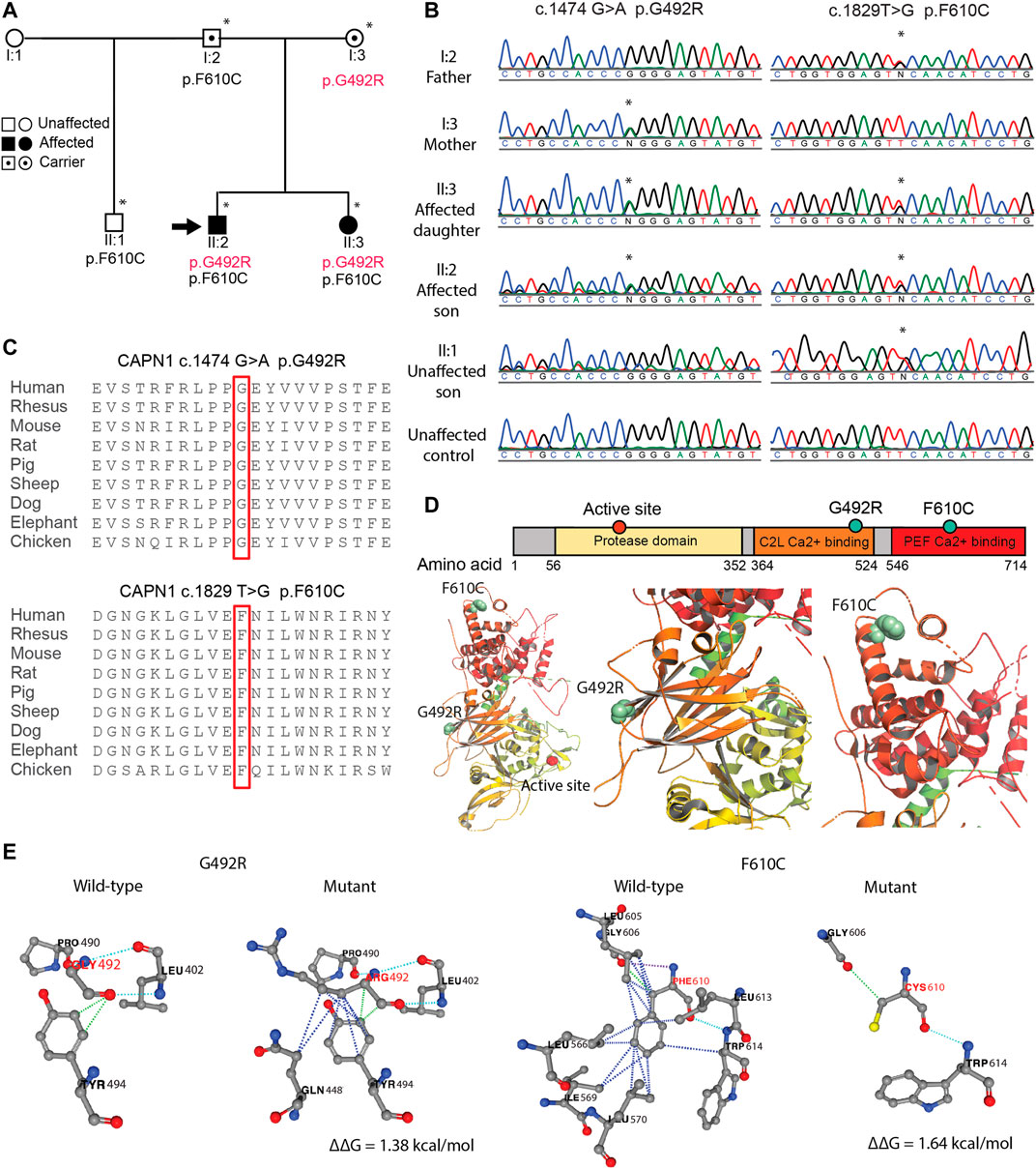 Frontiers | A Compound Heterozygous Mutation in Calpain 1 Identifies a ...