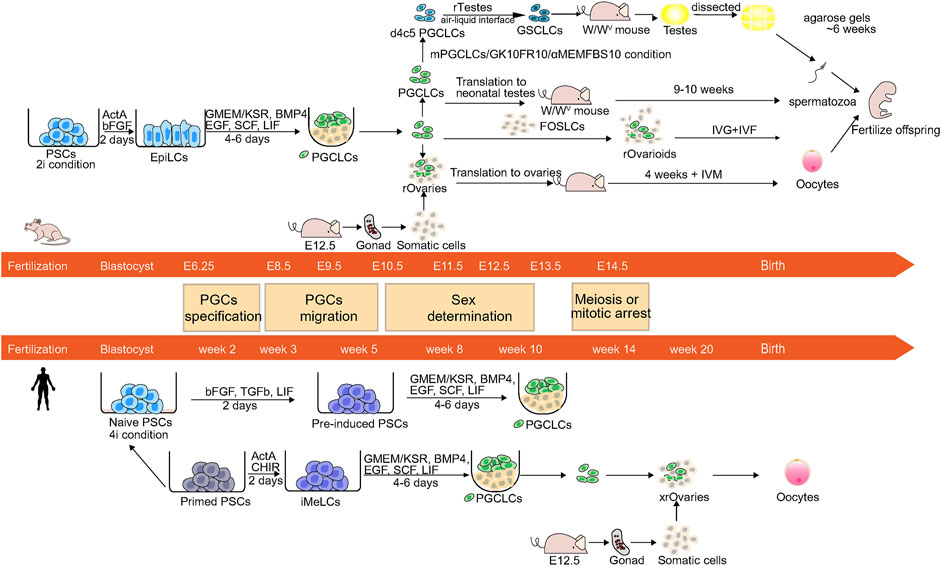 Frontiers | Research Advances in Gametogenesis and Embryogenesis Using ...