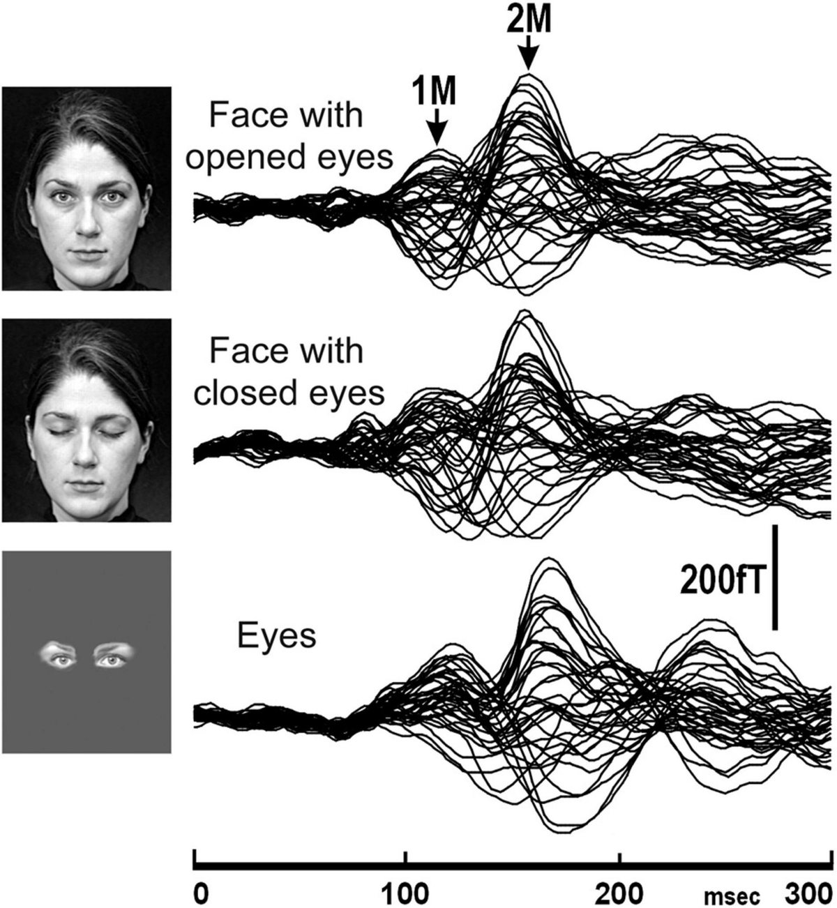 Frontiers | Human Face Perception Using Electroencephalography and ...