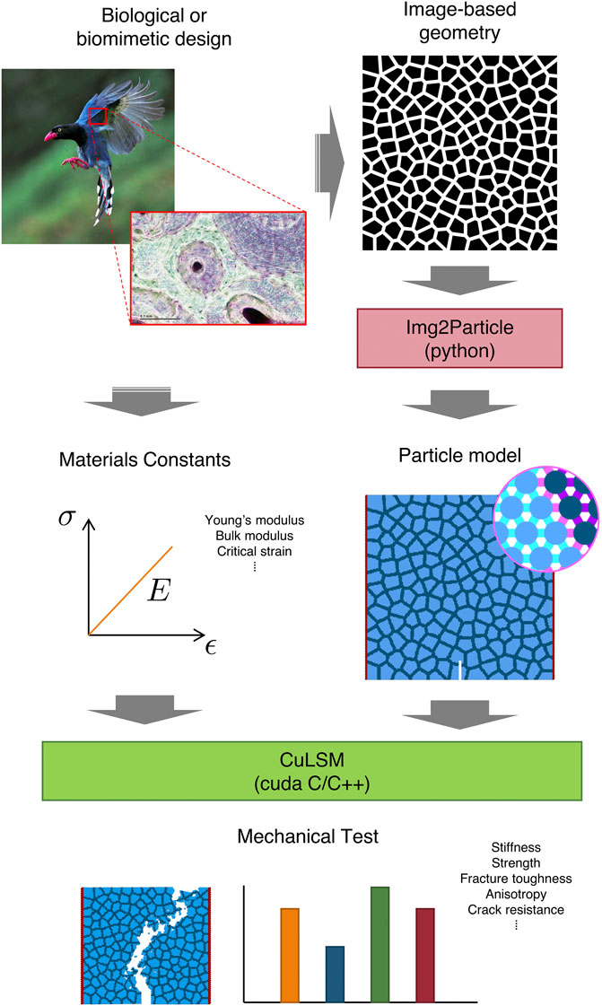 Frontiers | ImageMech: From Image to Particle Spring Network for ...