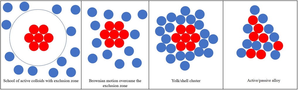 Frontiers | Self Organization of Binary Colloidal Mixtures via ...