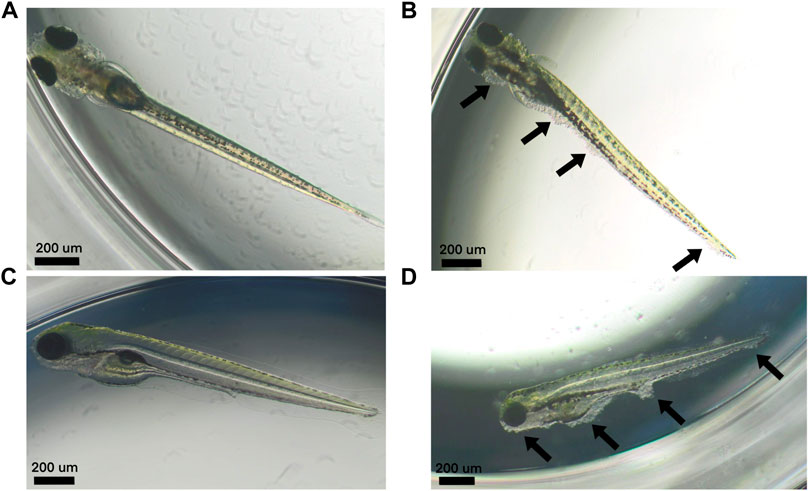 Frontiers | DMSO Concentrations up to 1% are Safe to be Used in the ...