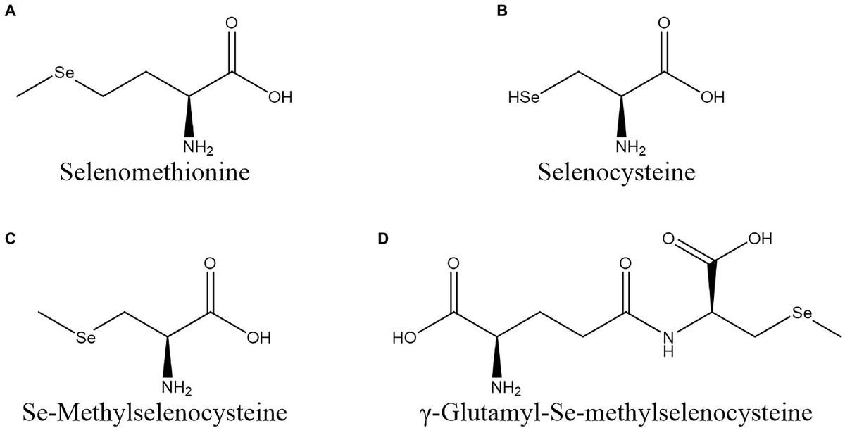 Frontiers | Seleno-Amino Acids in Vegetables: A Review of Their Forms ...