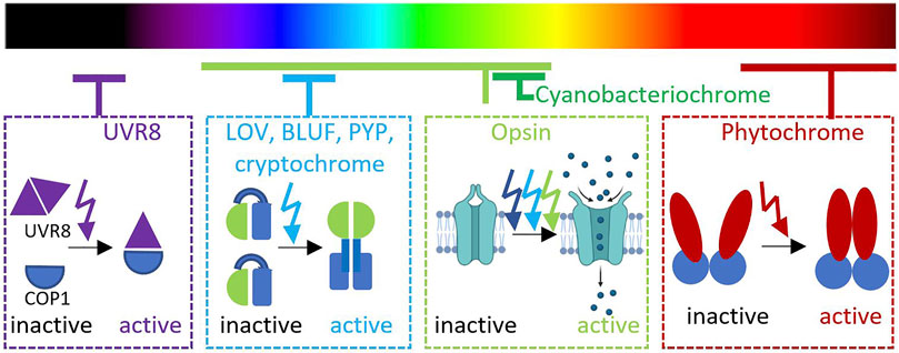 Frontiers | Toward Multiplexed Optogenetic Circuits