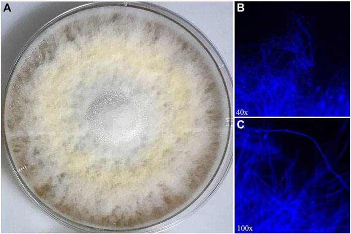Frontiers | Tangled Tales of Mycelium and Architecture: Learning From ...