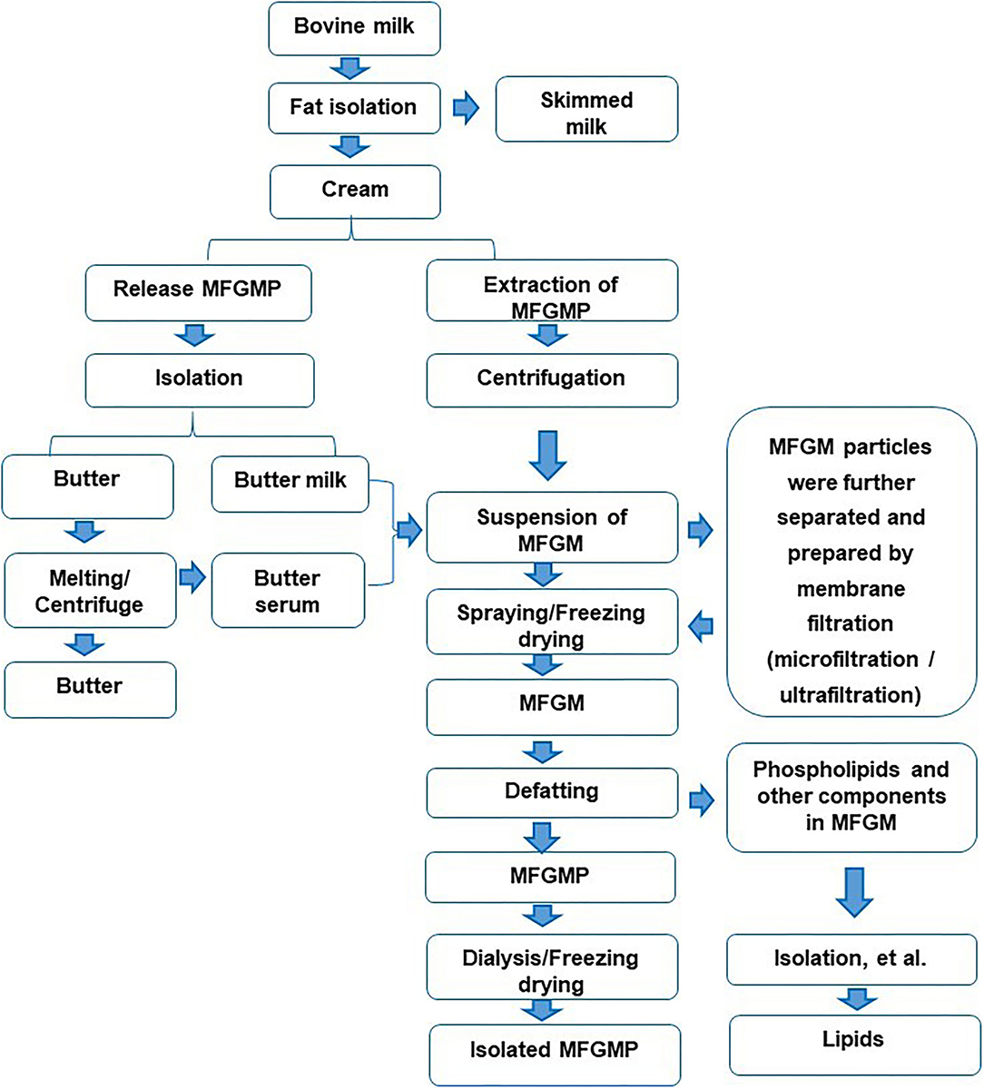 Frontiers | Advancement on Milk Fat Globule Membrane: Separation ...
