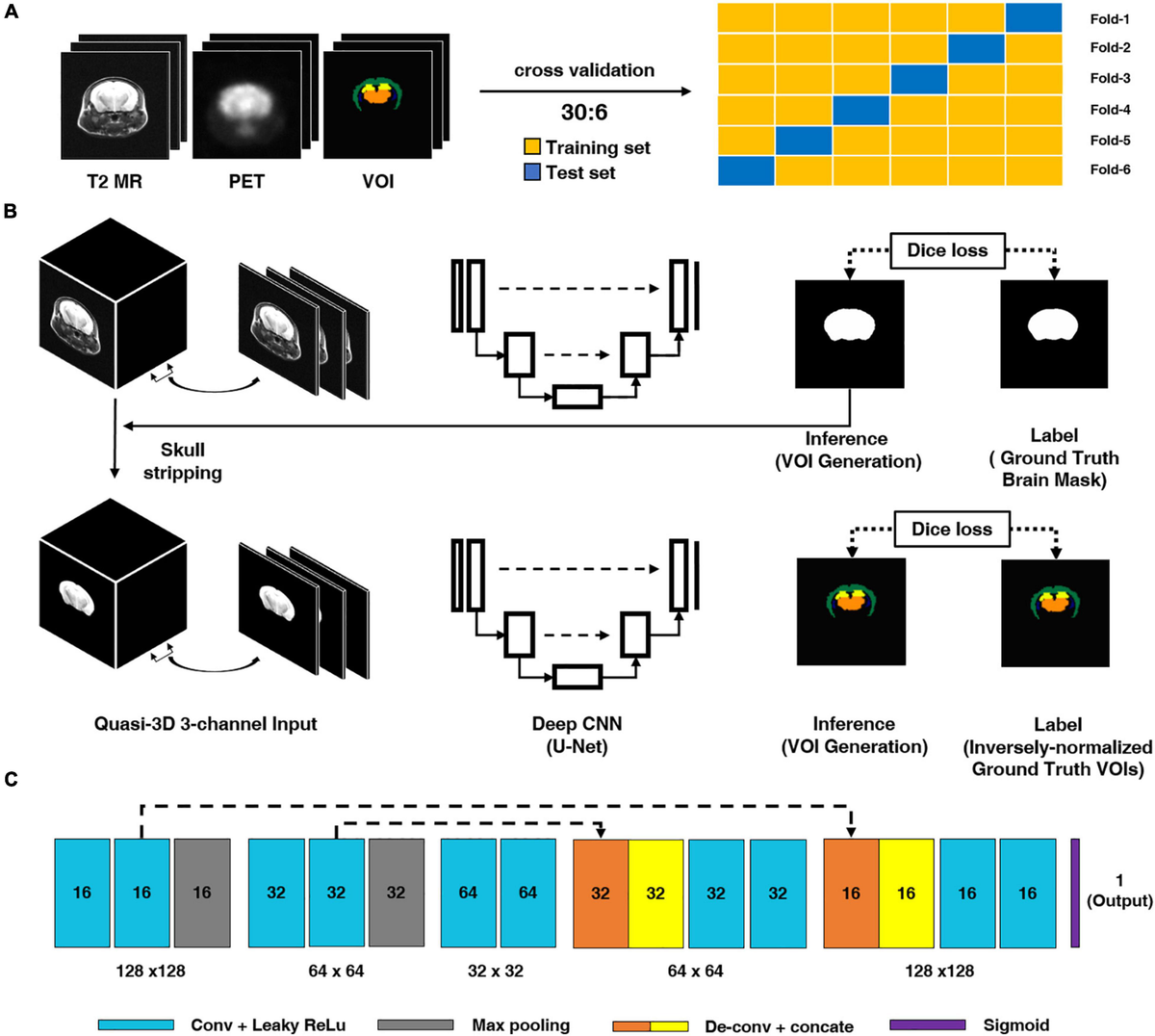 Frontiers | Unified Deep Learning-Based Mouse Brain MR Segmentation ...