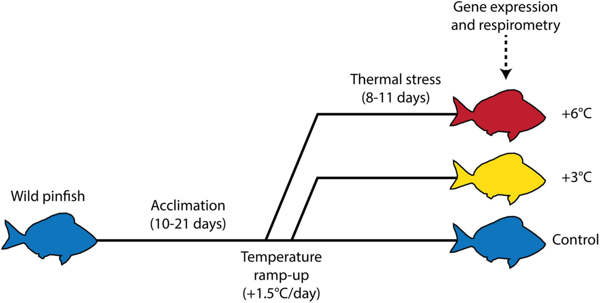 Frontiers | Ocean Warming Leads to Increases in Aerobic Demand and ...
