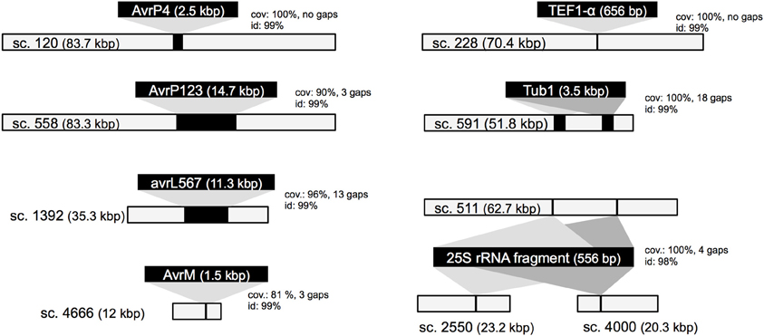 Frontiers | The genome sequence and effector complement of the flax ...