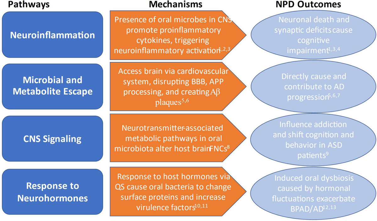 Frontiers | The Oral-Microbiome-Brain Axis and Neuropsychiatric ...