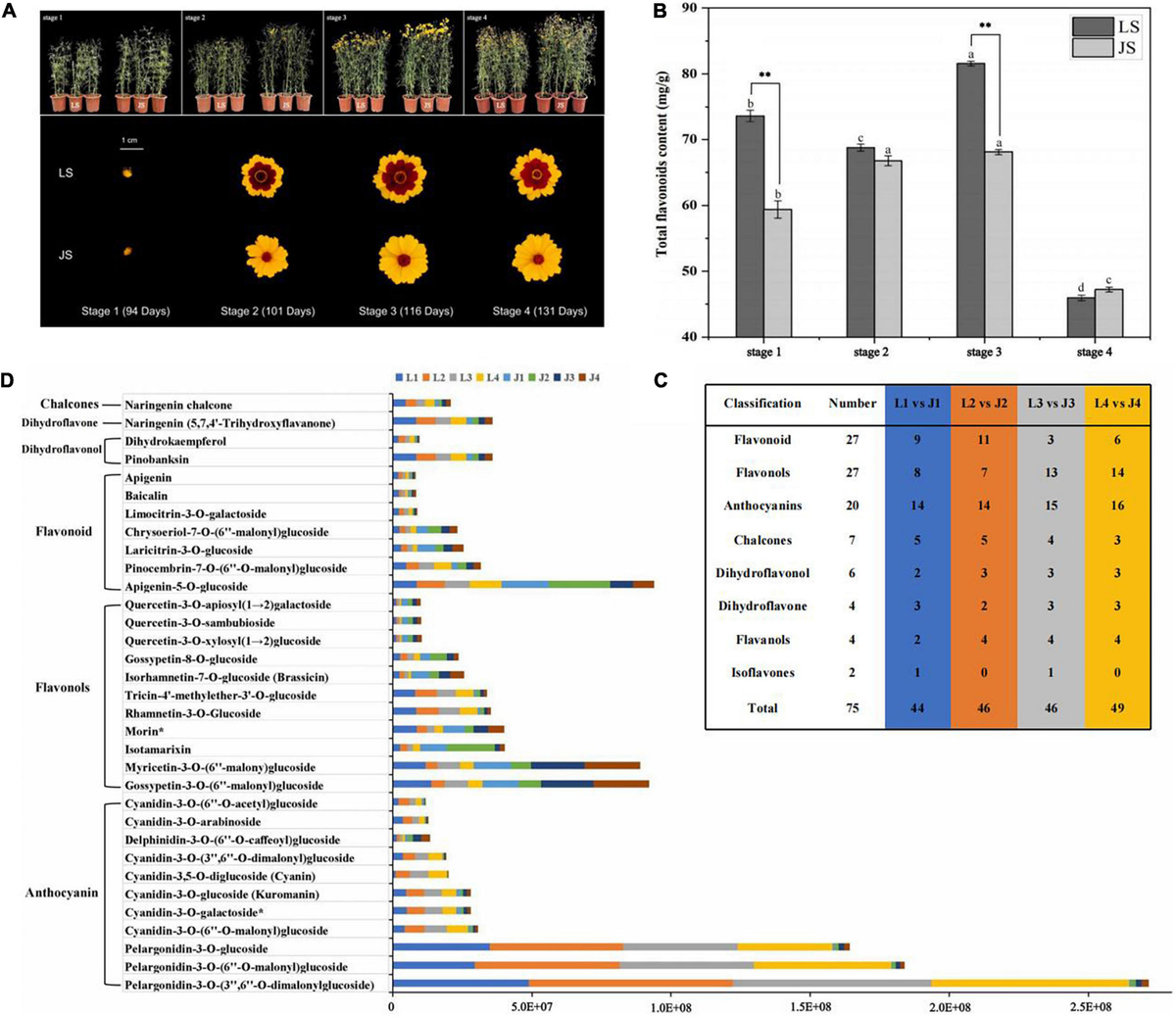 Frontiers Comparison Of Metabolome And Transcriptome Of Flavonoid