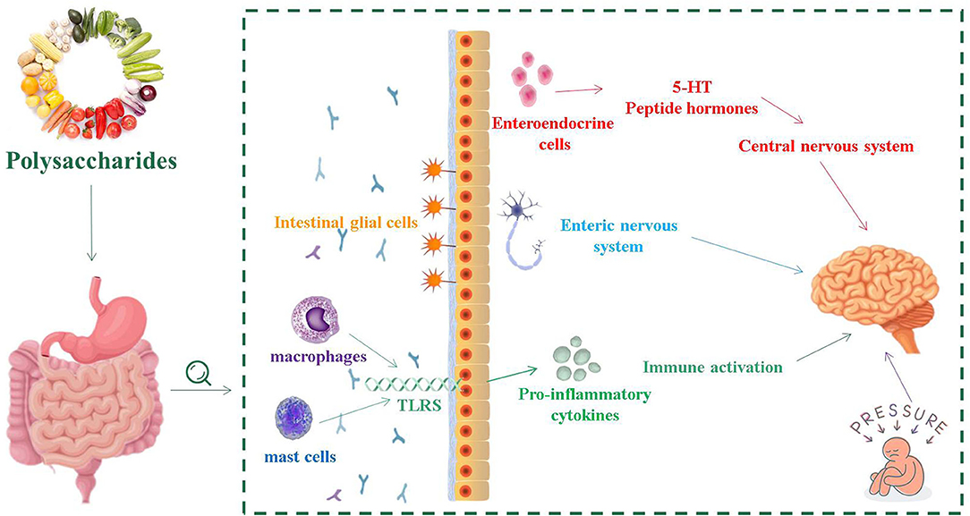 Frontiers | Effects of Intestinal Flora on Irritable Bowel Syndrome and ...