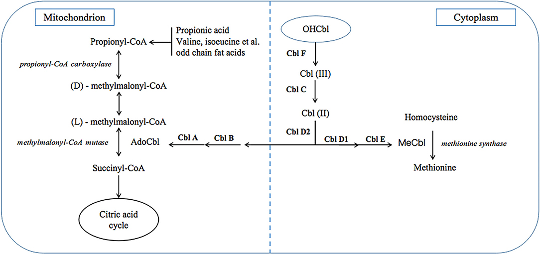 Frontiers | Different Pattern of Cardiovascular Impairment in ...