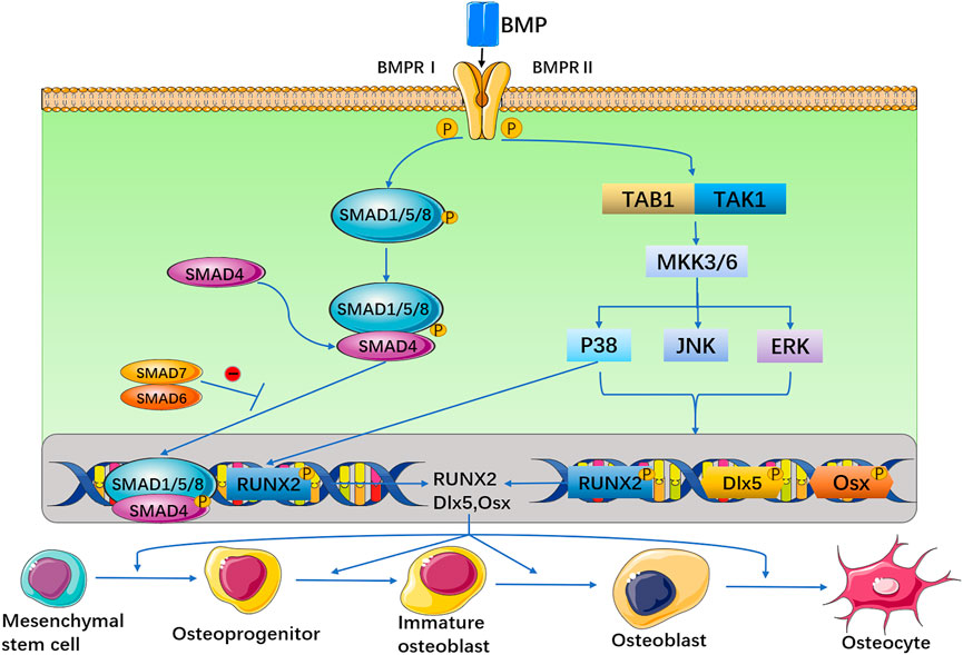 Frontiers | Application of BMP in Bone Tissue Engineering