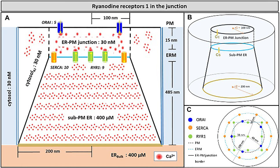 Frontiers | Three-Dimensional Model of Sub-Plasmalemmal Ca2 ...