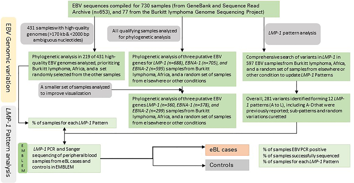Frontiers | Epstein-Barr Virus in Burkitt Lymphoma in Africa Reveals a Limited Set of Whole ...