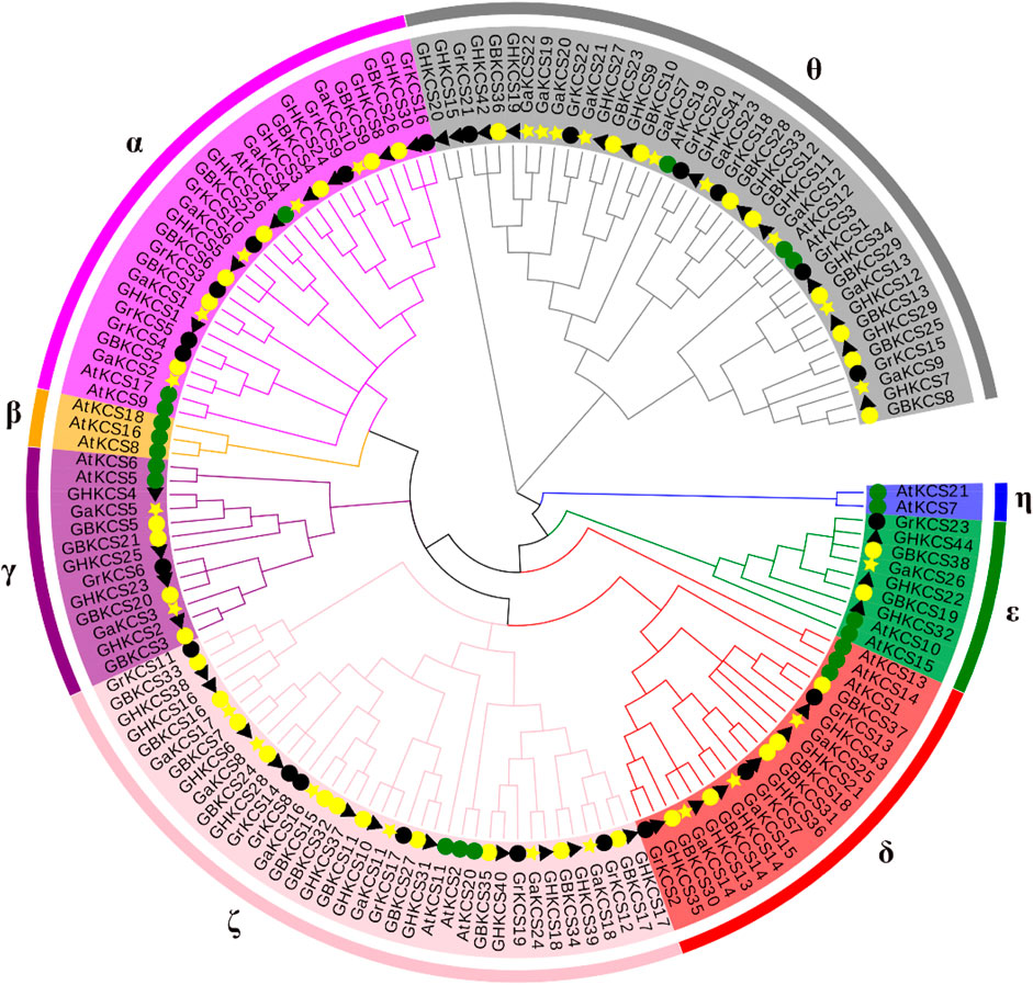Frontiers | Identification and Structure Analysis of KCS Family Genes ...
