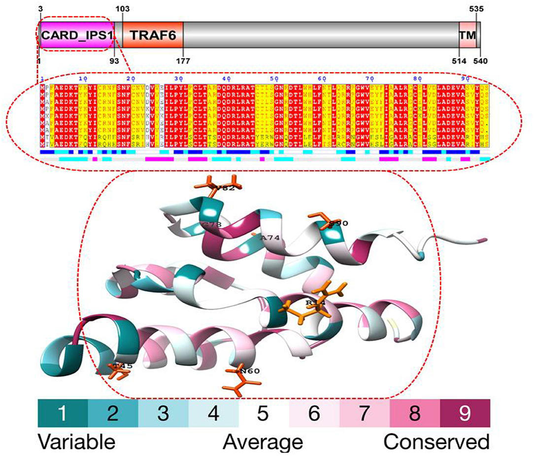 Frontiers | Positive Selection Drives the Adaptive Evolution of ...