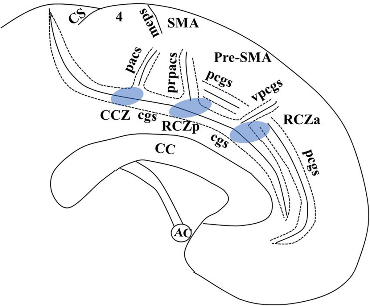 Frontiers | Investigating the Precise Localization of the Grasping ...