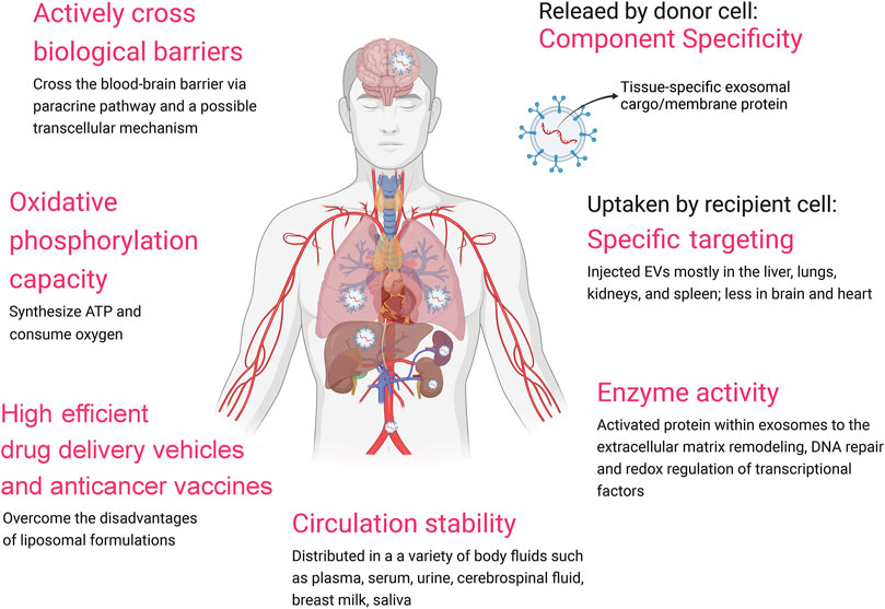 Frontiers | Biological Features of Extracellular Vesicles and Challenges