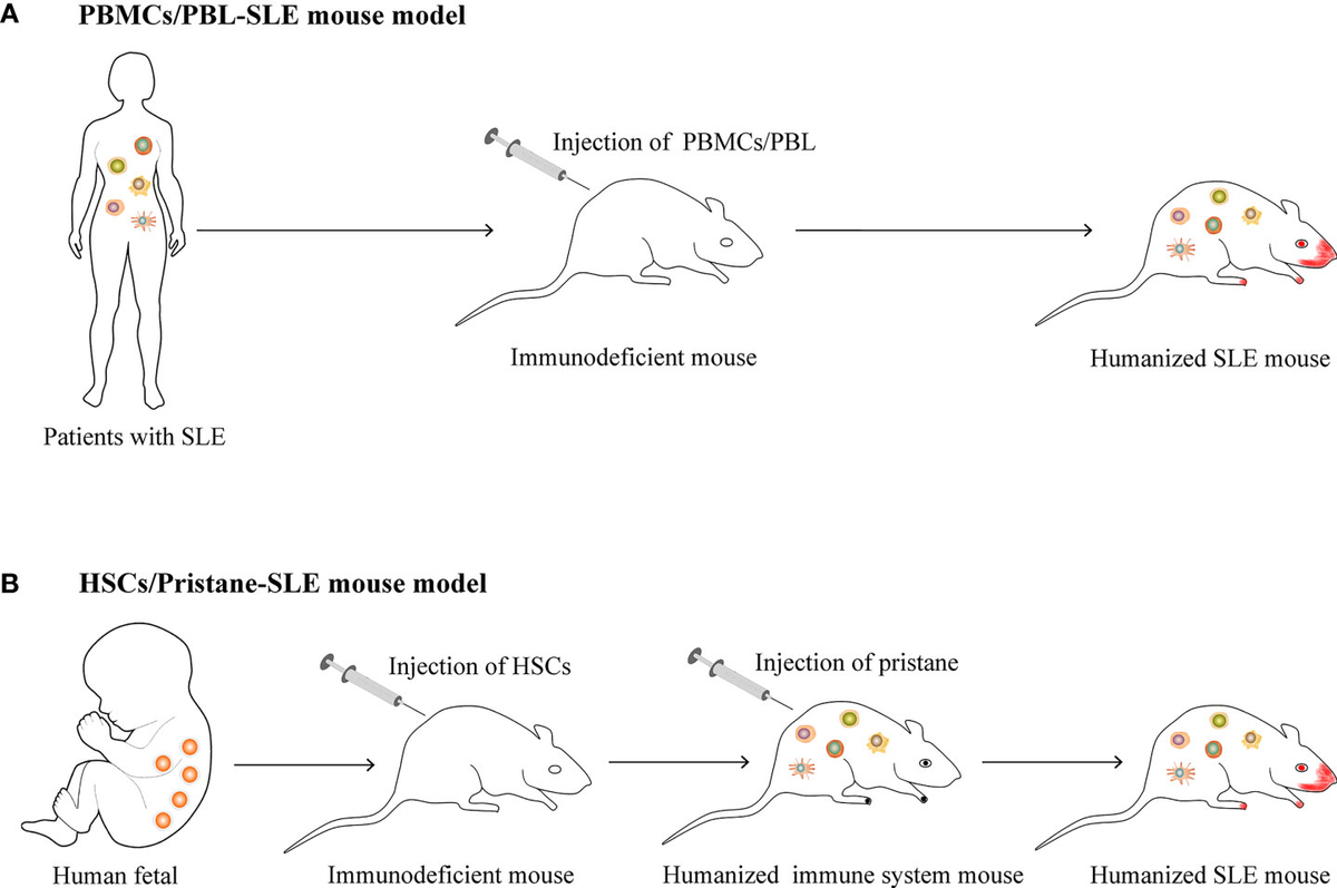Frontiers | Humanized Mouse Models of Systemic Lupus Erythematosus ...