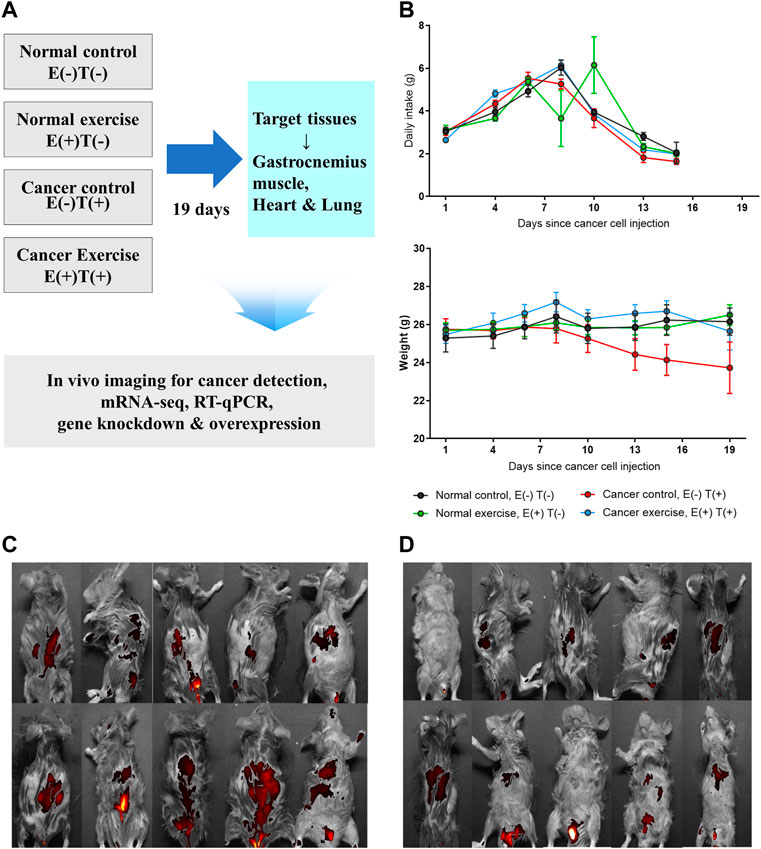 Frontiers | High-Intensity Aerobic Exercise Suppresses Cancer Growth by Regulating Skeletal ...