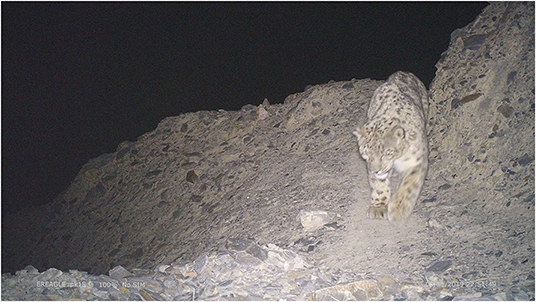 Frontiers | Increasing Threats to Snow Leopard Survival in Pakistan