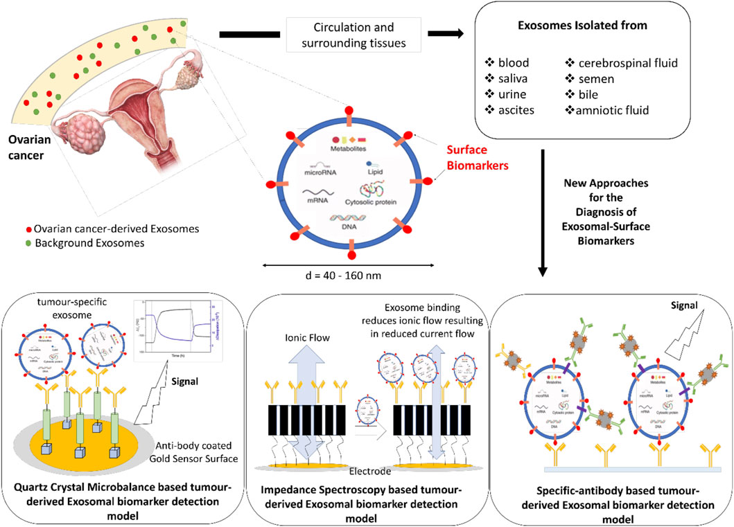 Frontiers | New Approaches and Biomarker Candidates for the Early ...