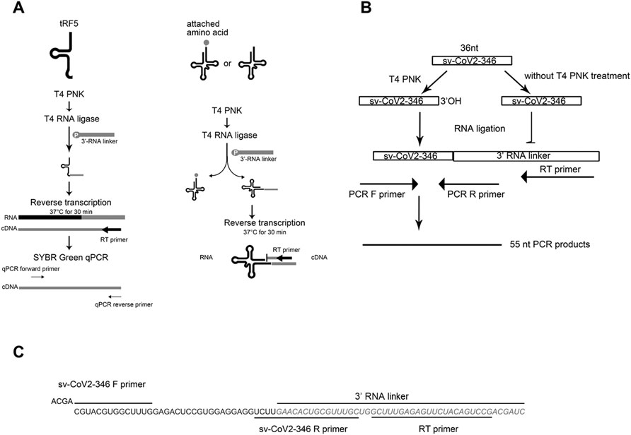 Frontiers | Changes of Small Non-coding RNAs by Severe Acute ...
