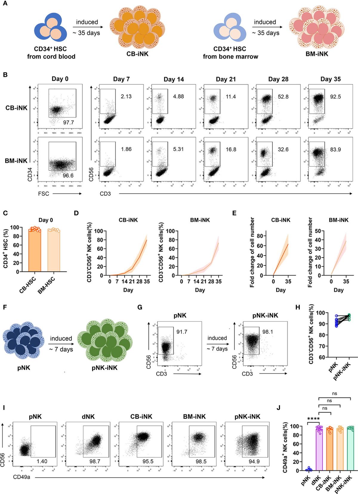 Frontiers | Human-Induced CD49a+ NK Cells Promote Fetal Growth