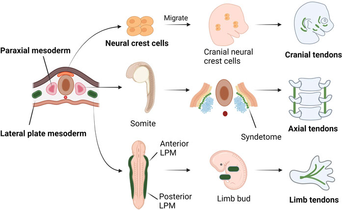Frontiers | Comparison of Tendon Development Versus Tendon Healing and ...