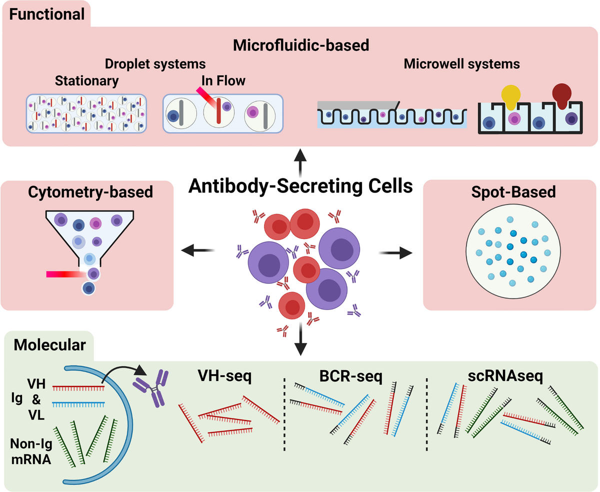Frontiers | Single-Cell Technologies for the Study of Antibody ...