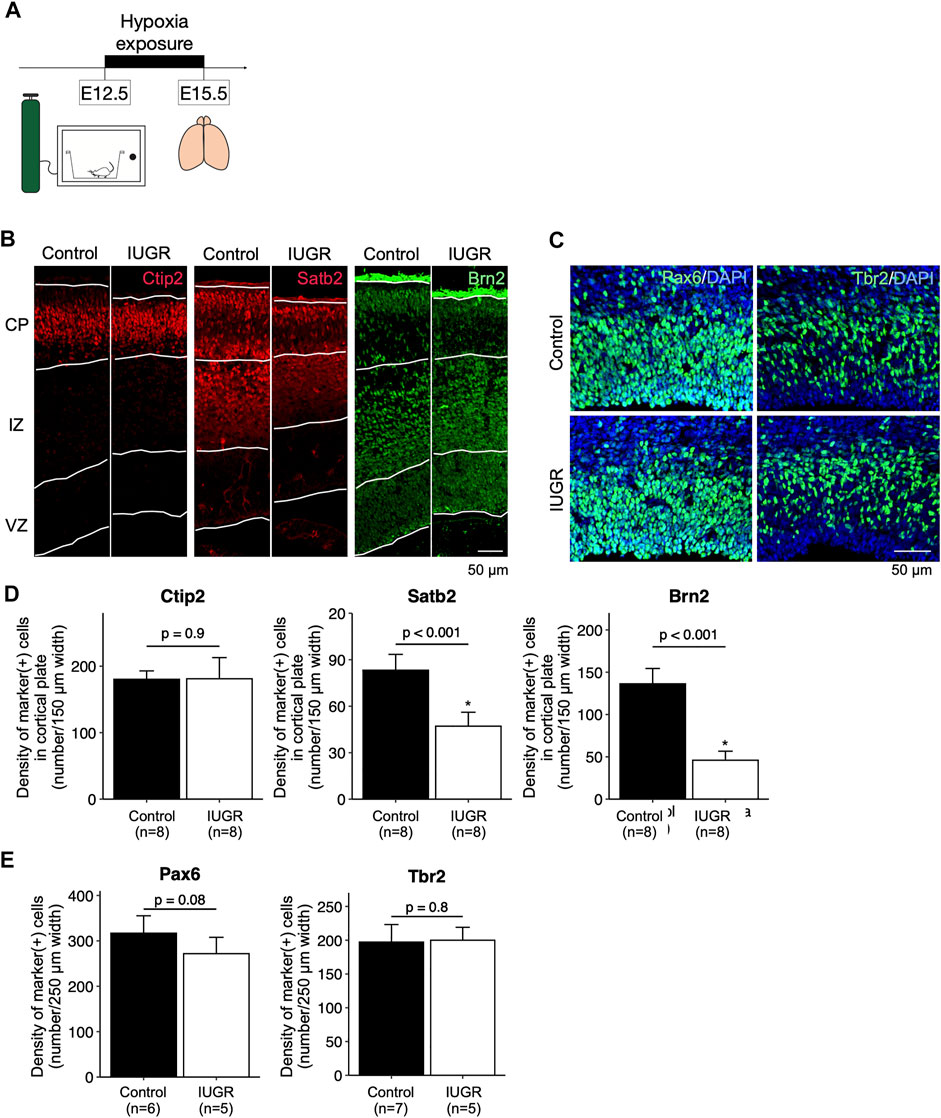 Frontiers | Impaired Cell Cycle Progression and Self-Renewal of Fetal ...