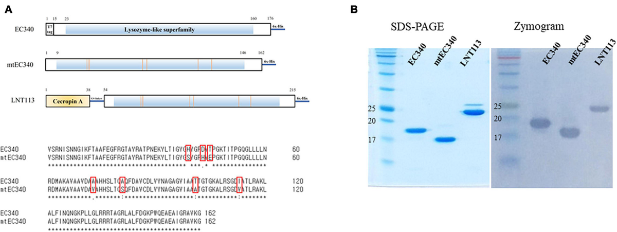 Frontiers | Combination Effect of Engineered Endolysin EC340 With ...