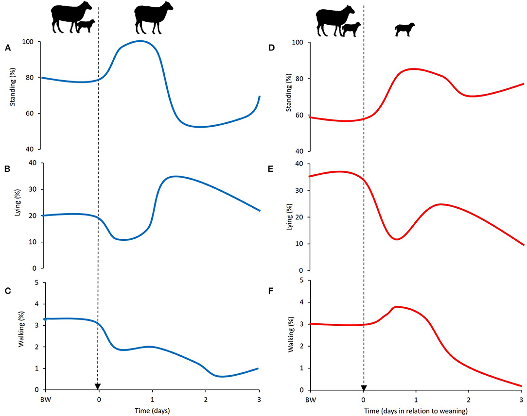 Frontiers | What Do We Know and Need to Know About Weaning in Sheep? An ...