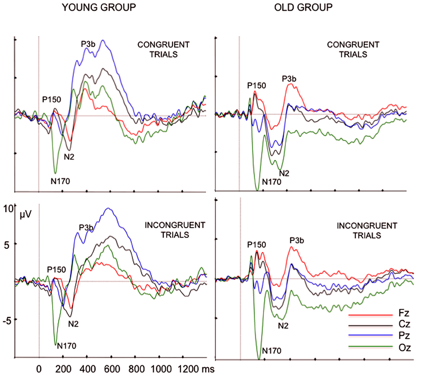 Frontiers | Age-related effects on event-related brain potentials in a congruence/incongruence ...