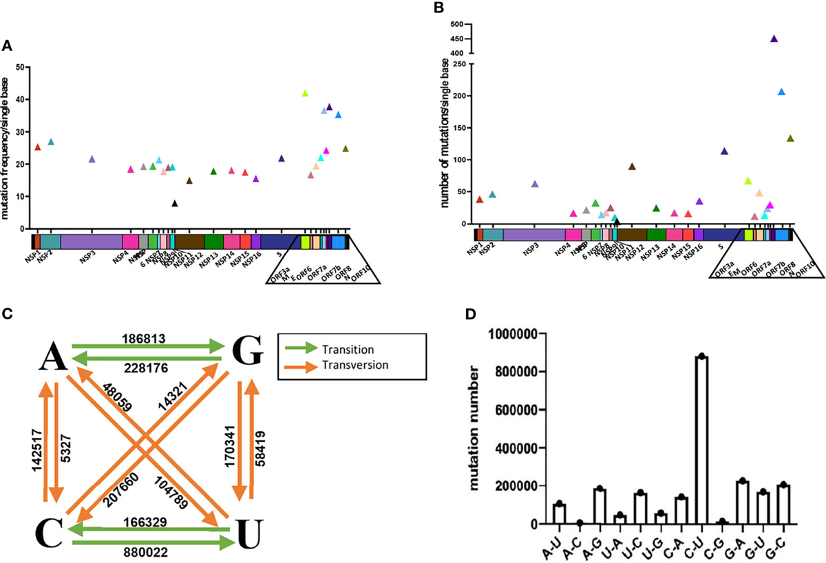 Frontiers | The Impact of Accumulated Mutations in SARS-CoV-2 Variants ...