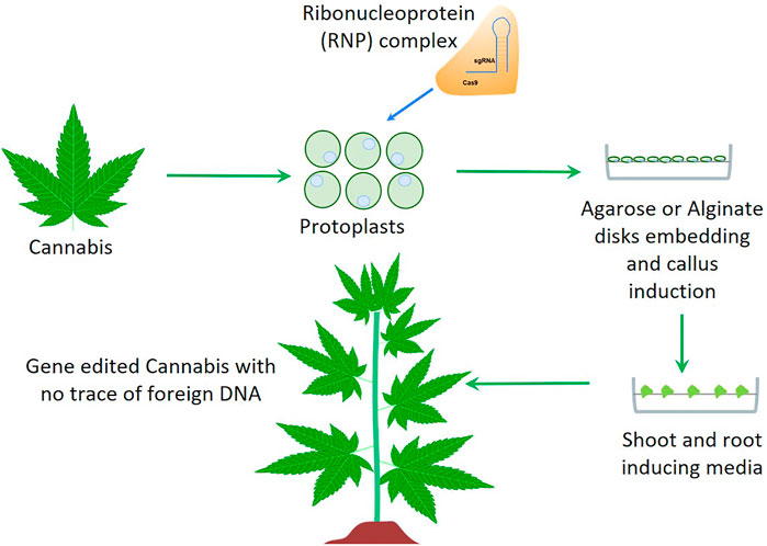 Frontiers | Hemp Genome Editing—Challenges and Opportunities