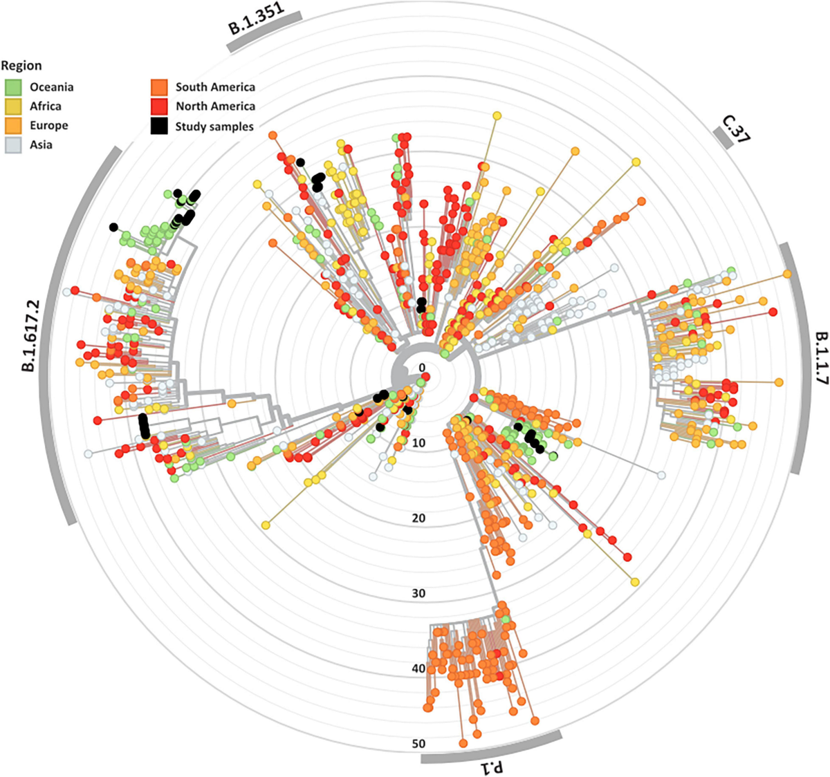 Frontiers | SARS-CoV-2 Within-Host and in vitro Genomic Variability and Sub-Genomic RNA Levels ...