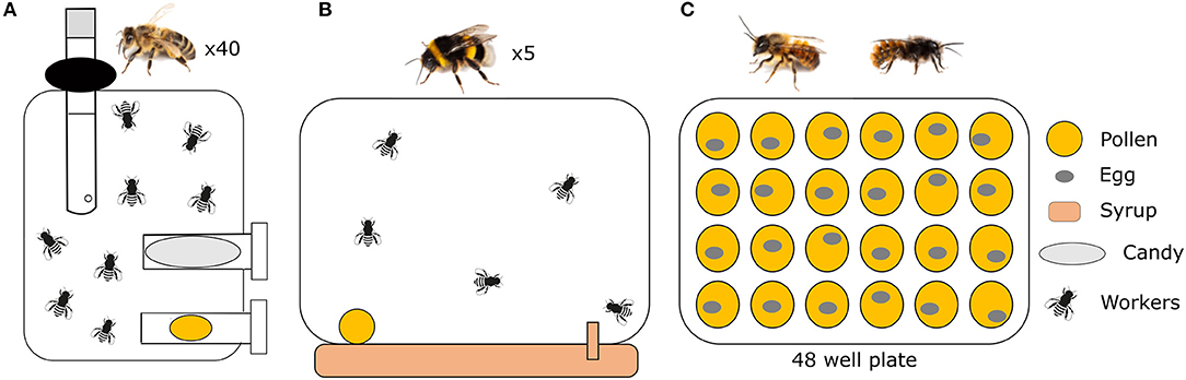 Frontiers | Variations in Nutritional Requirements Across Bee Species