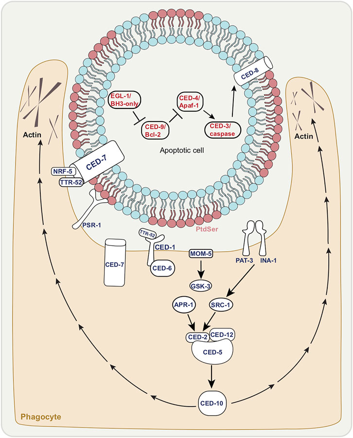 Frontiers | Repurposing the Killing Machine: Non-canonical Roles of the ...