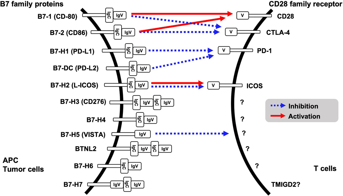 Frontiers | Regulation of Intrinsic Functions of PD-L1 by Post ...