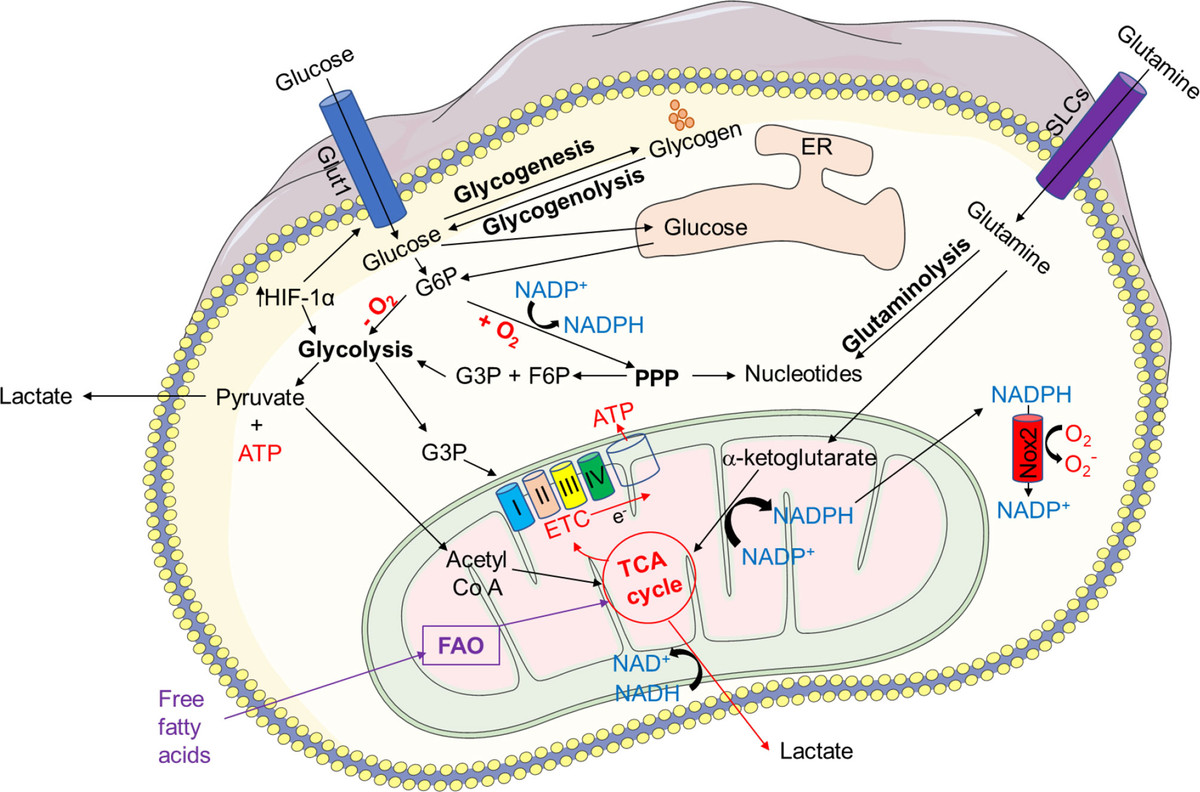 Metabolic Pathways Overview Of The Most Important Metabolic Pathways: