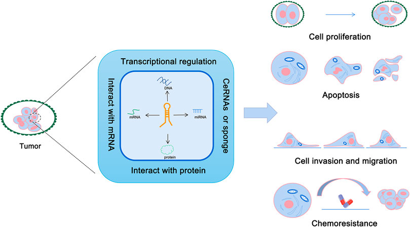 Frontiers | The role of lncRNAs and XIST in oral cancer