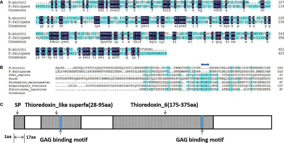 Frontiers | A Novel Thioredoxin-Like Protein of Babesia microti ...