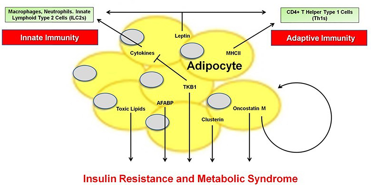 Frontiers | Editorial: The Immunomodulatory Roles of Adipocytes