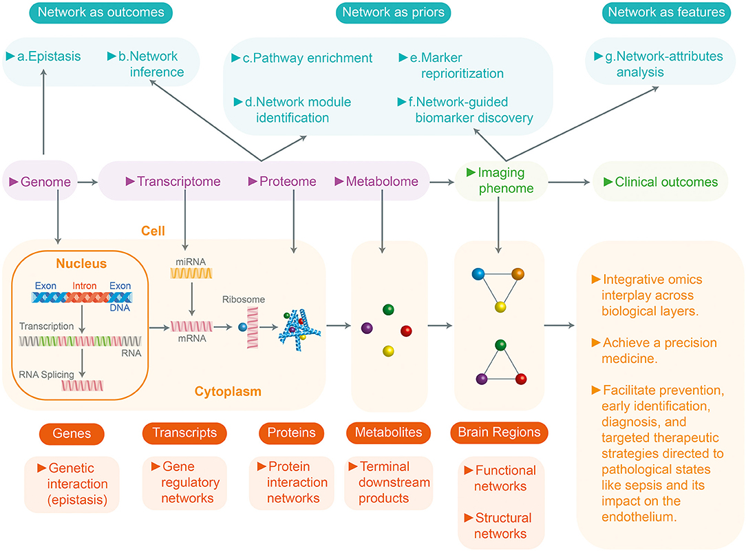 Frontiers | Endothelial Damage in Sepsis: The Importance of Systems Biology