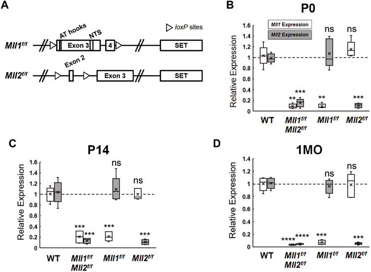 Frontiers | Essential Functions of MLL1 and MLL2 in Retinal Development ...