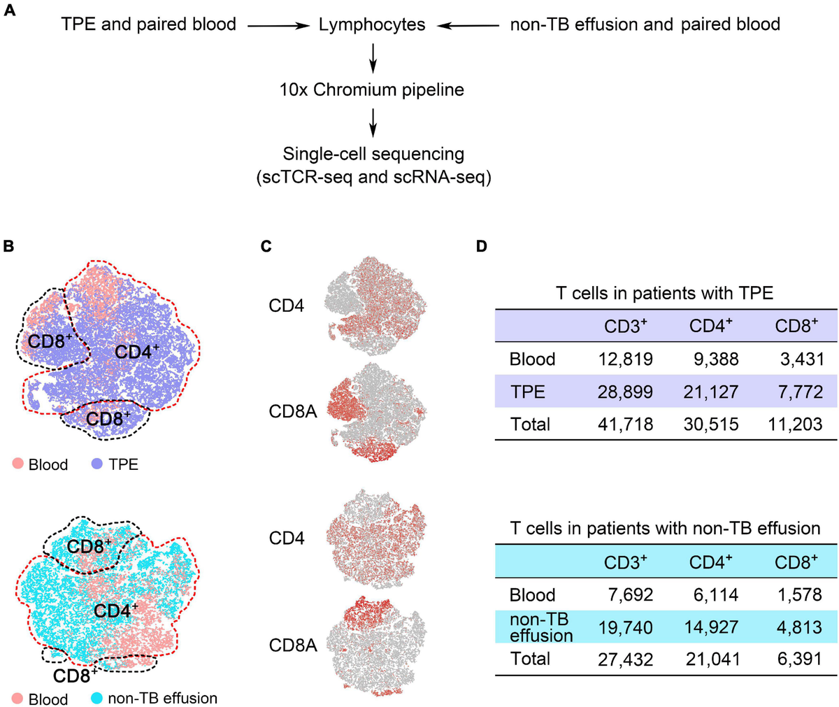 Frontiers | T Cell Receptor Repertoire Analysis Reveals Signatures of T ...