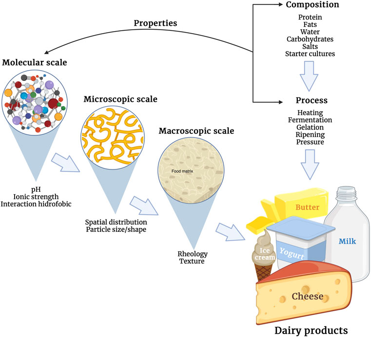 Frontiers | Multiscale Approach to Dairy Products Design